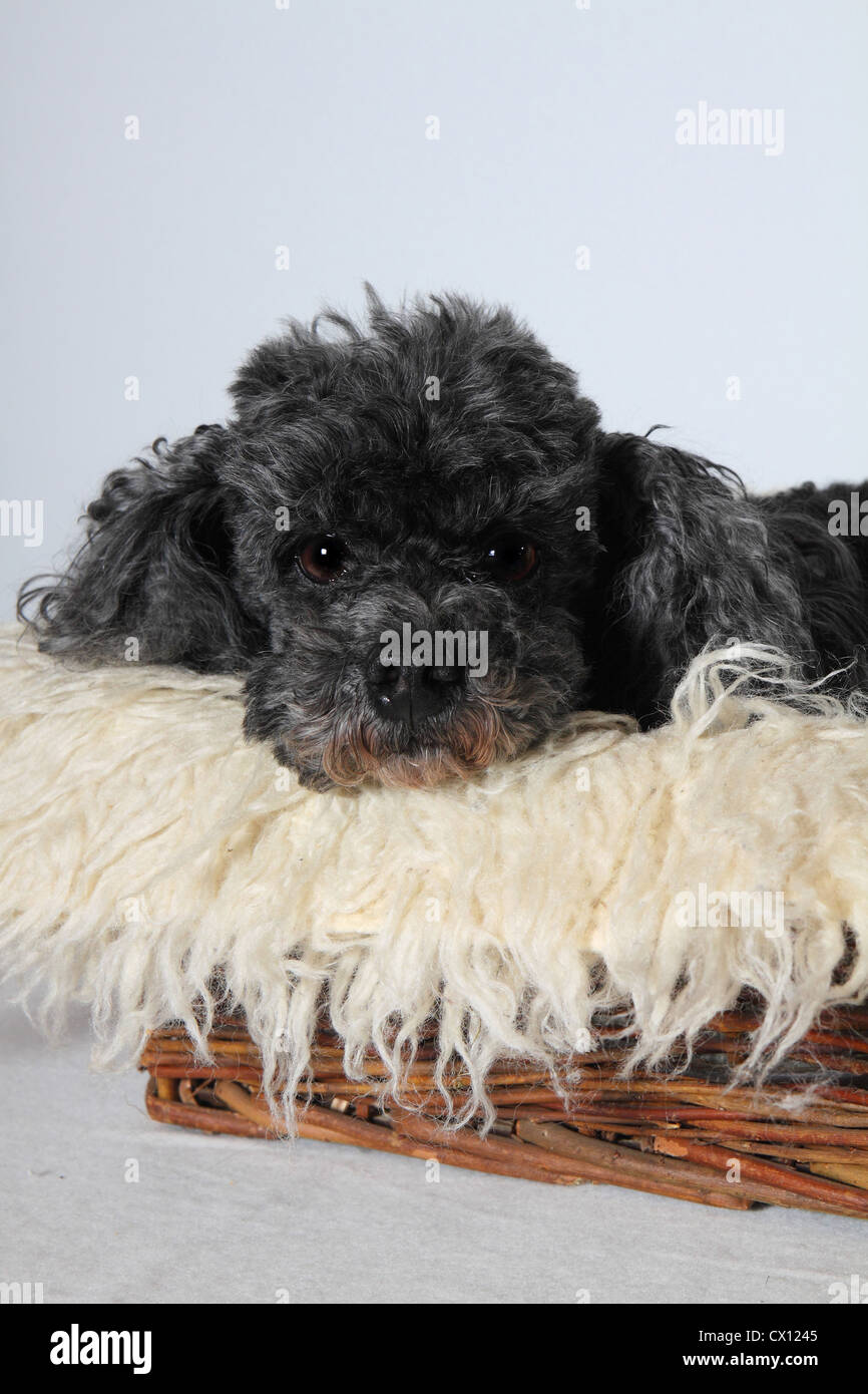 Miniature Poodle Portrait Stock Photo - Alamy