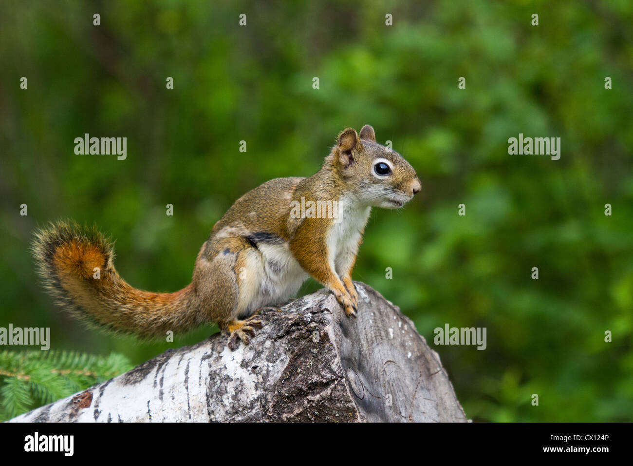 Wisconsin red squirrel hi-res stock photography and images - Alamy