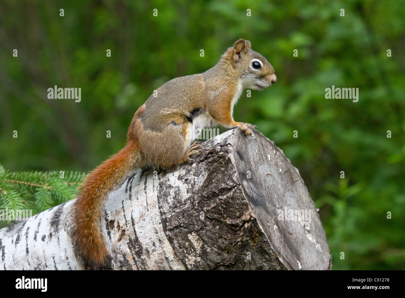 Wisconsin red squirrel hi-res stock photography and images - Alamy