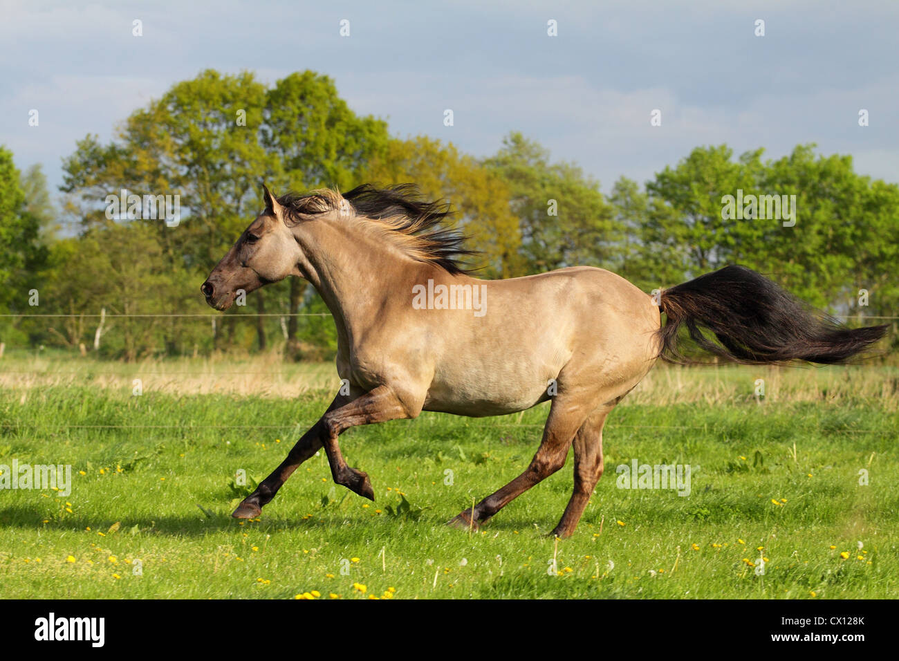 galloping pony crossbreed Stock Photo - Alamy