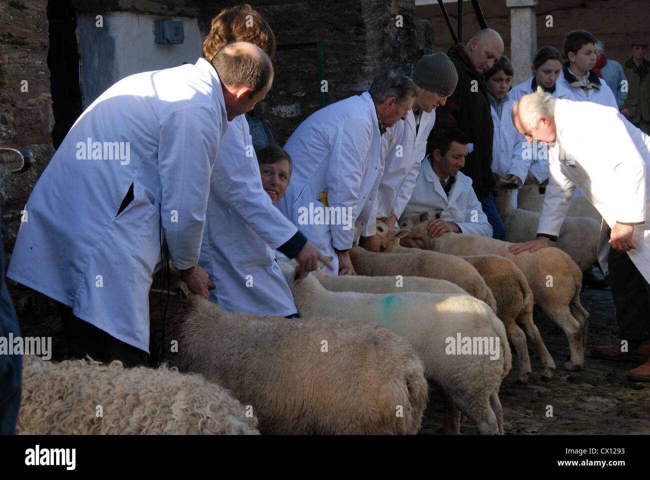 Fatstock show hi-res stock photography and images - Alamy