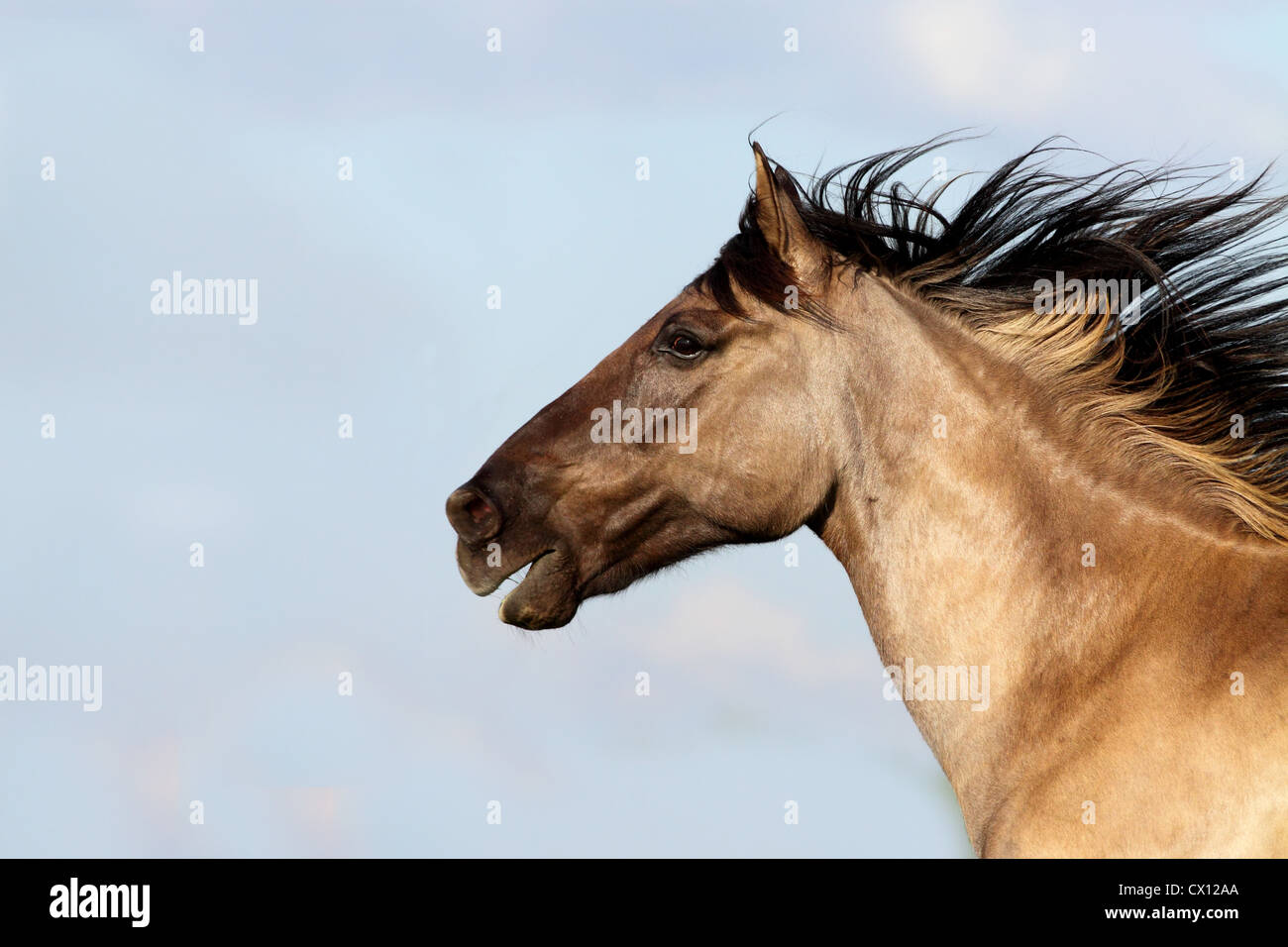 pony crossbreed Portrait Stock Photo - Alamy