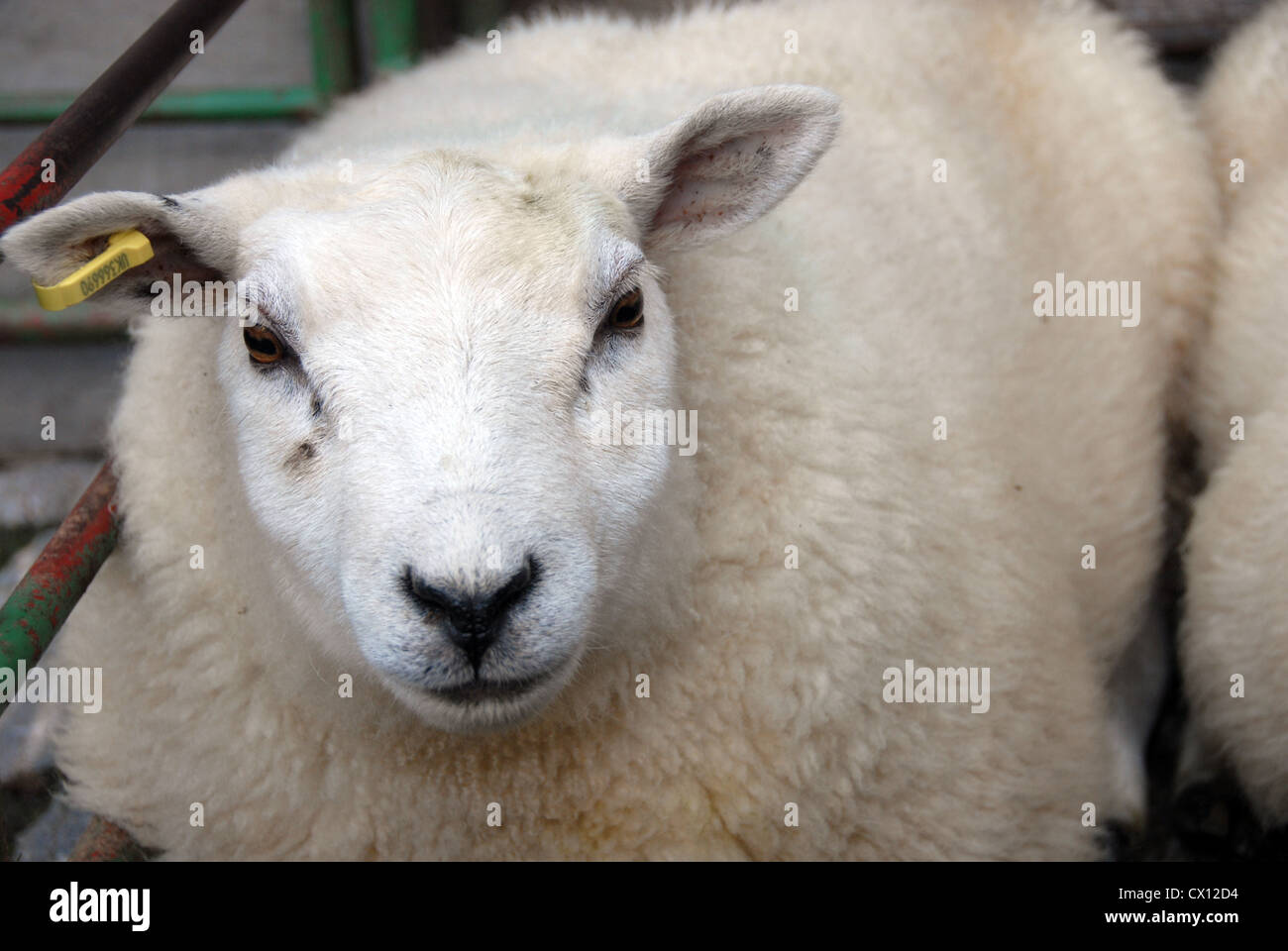 Sheep at the Dartmouth Fat Stock Market Stock Photo - Alamy