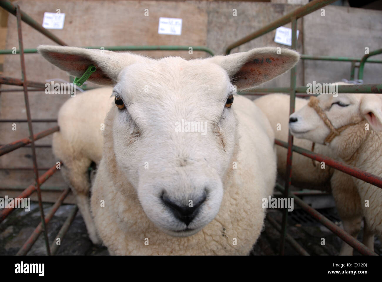 Dartmouth fatstock show hi-res stock photography and images - Alamy