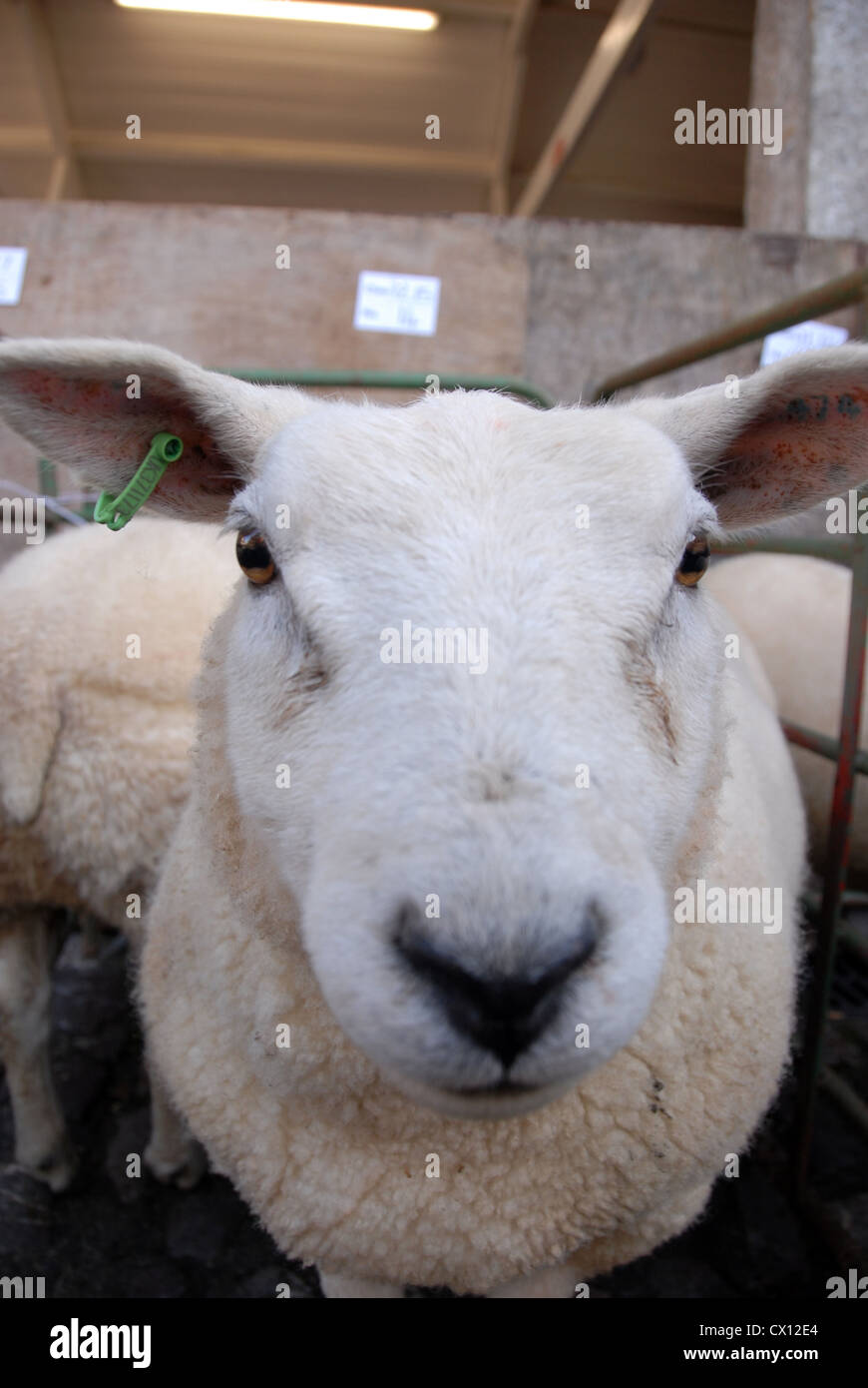 Sheep at the Dartmouth Fat Stock Market Stock Photo - Alamy