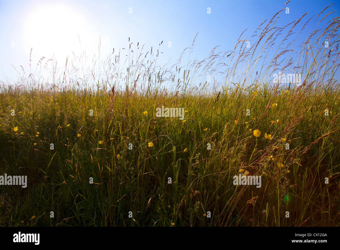 Long grass hi-res stock photography and images - Alamy