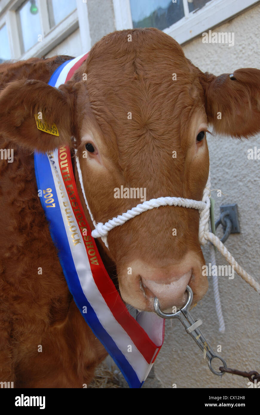 Prize winning cow Stock Photo - Alamy