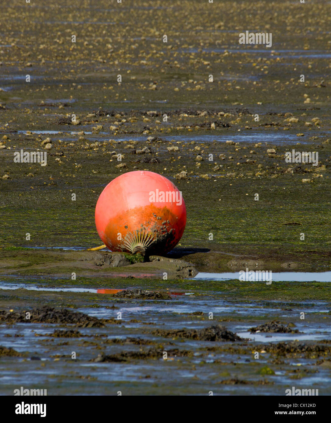 Single red bouy at lowtide lying on mud lands Stock Photo - Alamy