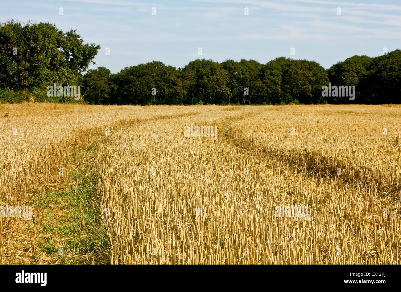 Harvested cornfield landscape with a background of trees and blue sky ...