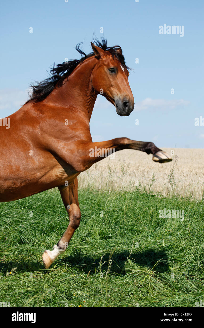 Rearing horses hi-res stock photography and images - Alamy