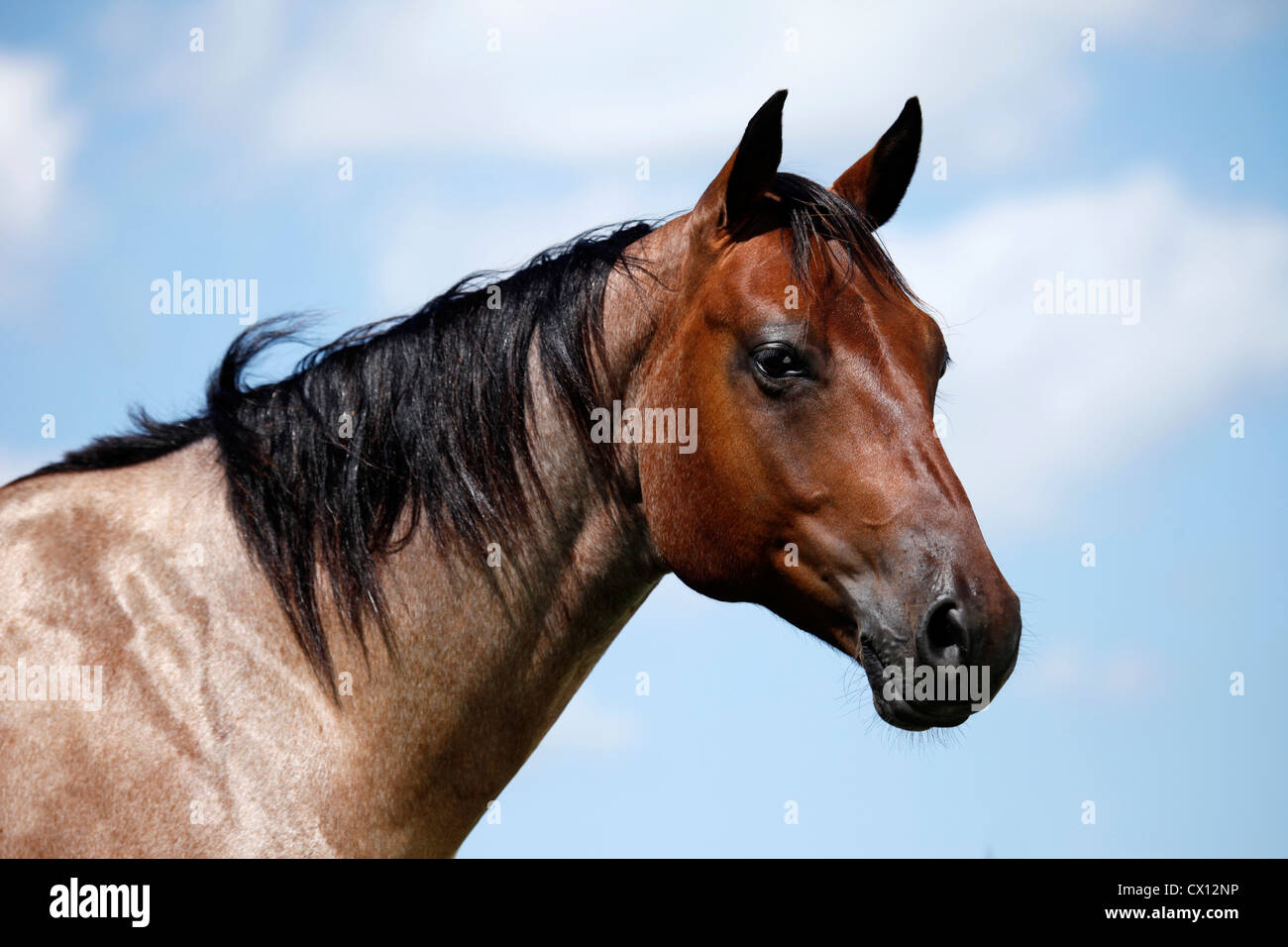 Side view lateral quarter horse quarter horses hi-res stock photography ...