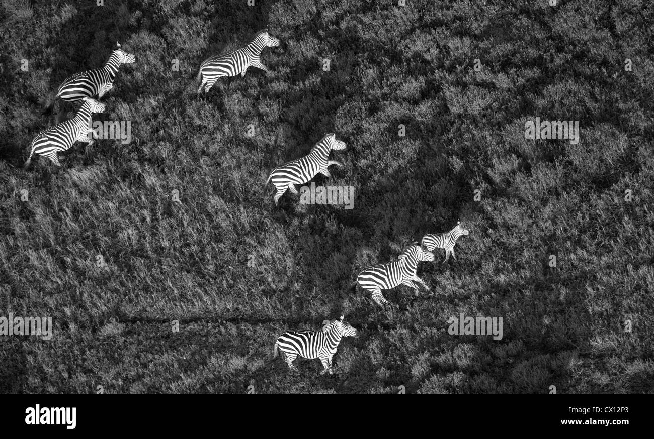 Animal migration from balloon hi-res stock photography and images - Alamy