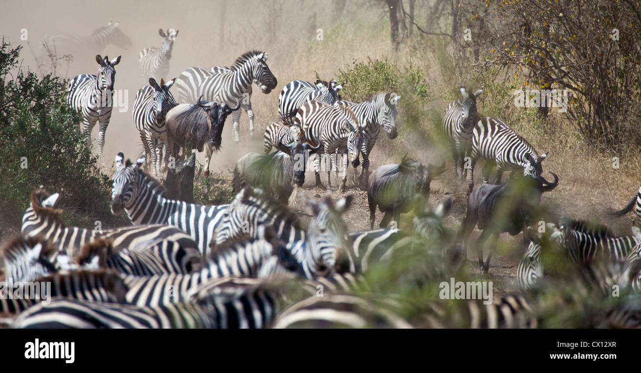 Wildebeest and Zebras during the Great Migration in Serengeti National ...