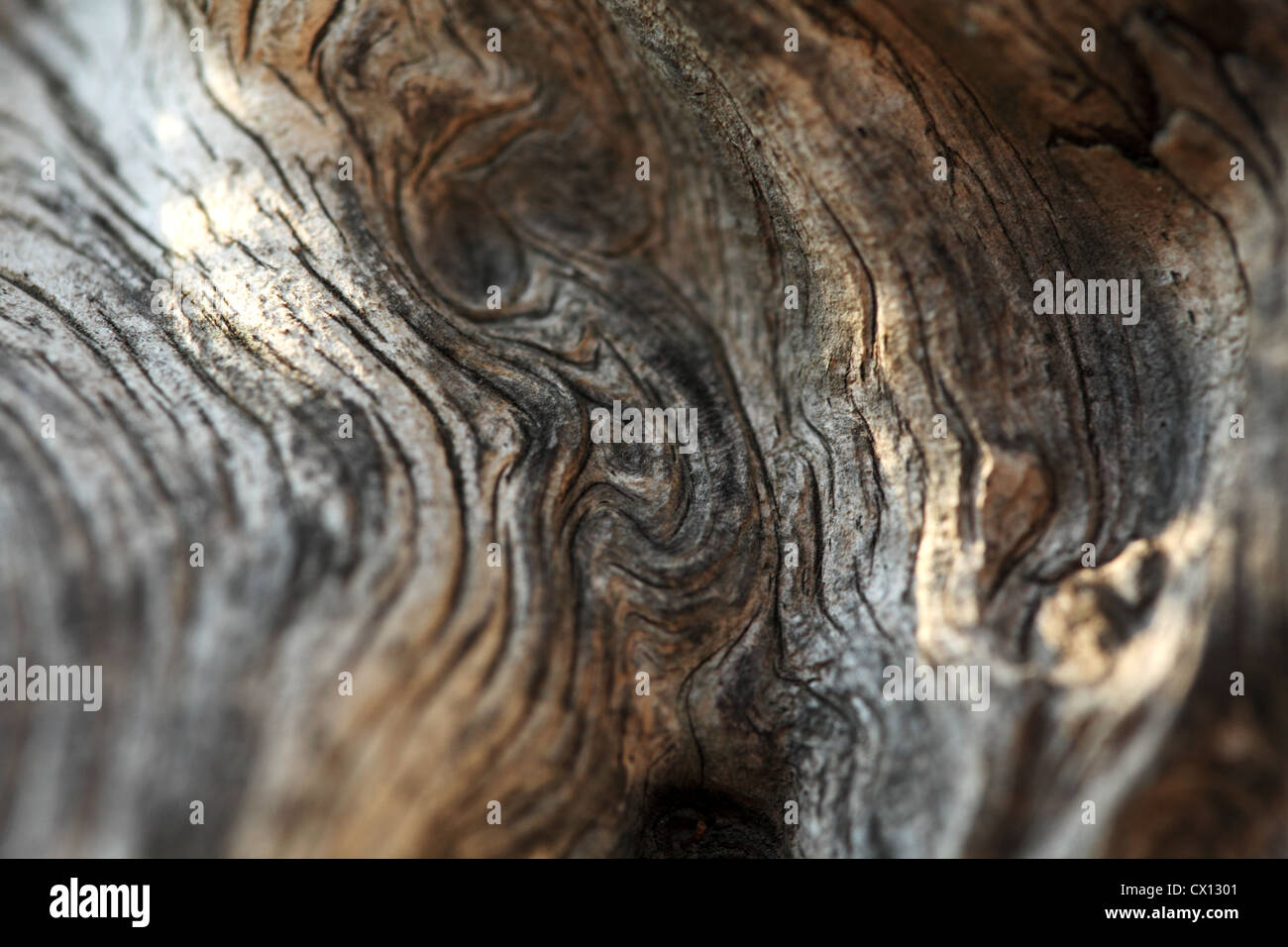 texture of umber brown wood tree Stock Photo - Alamy