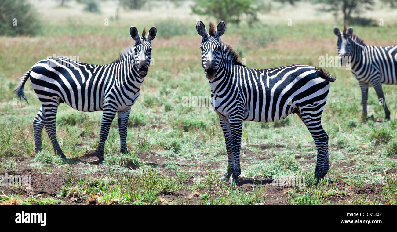 A trio of Zebras look curiously at the lens. Manyara Ranch Conservancy ...