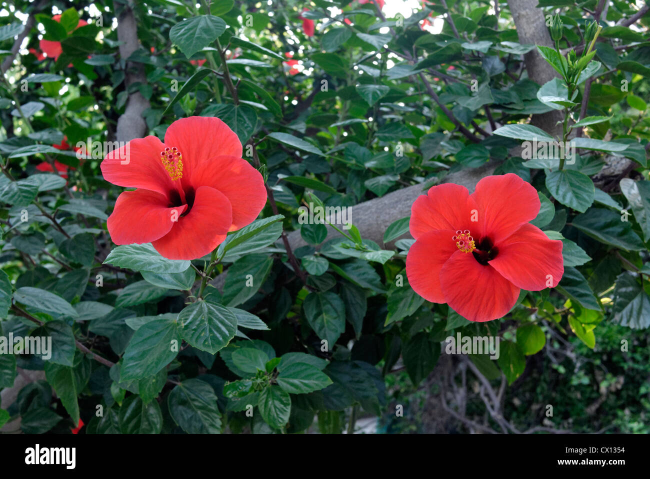 Greece hibiscus hi-res stock photography and images - Alamy