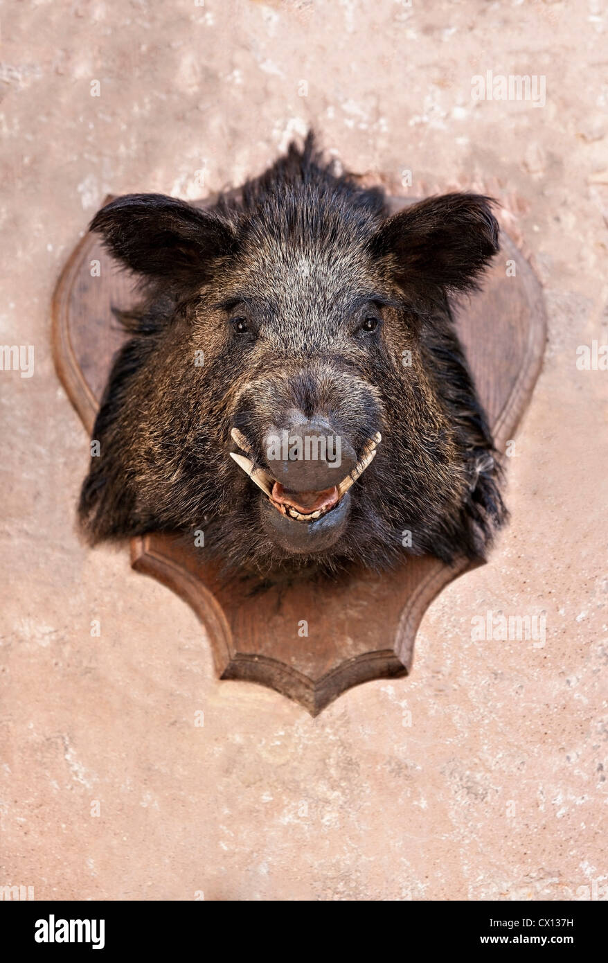Boar's head trophy on a wall Stock Photo - Alamy
