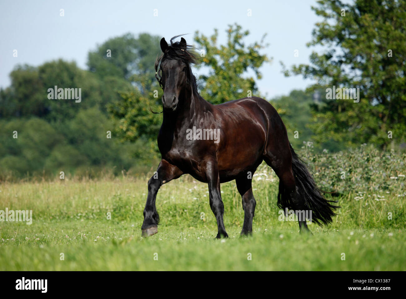 running Friesian Horse Stock Photo - Alamy