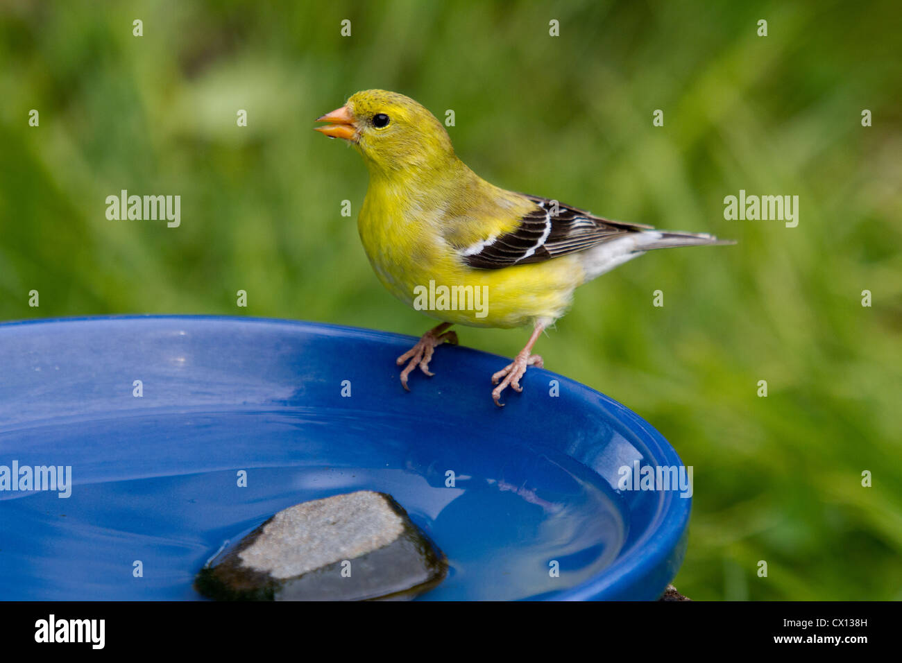 Female American goldfinch Stock Photo - Alamy