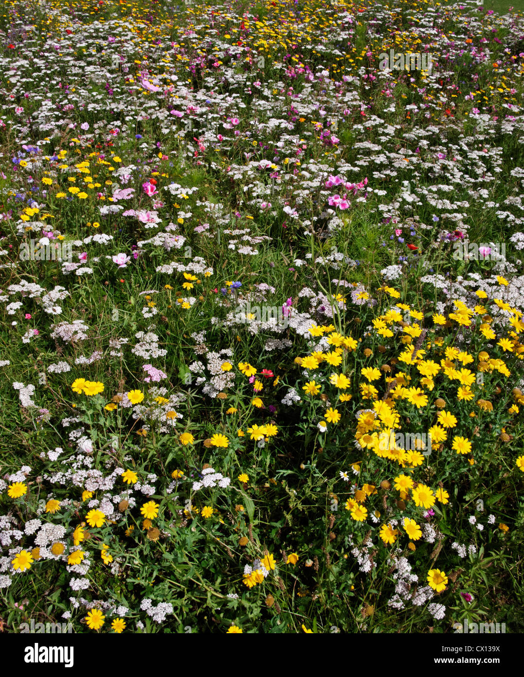 Mixed meadow in the UK showing flowers Stock Photo - Alamy