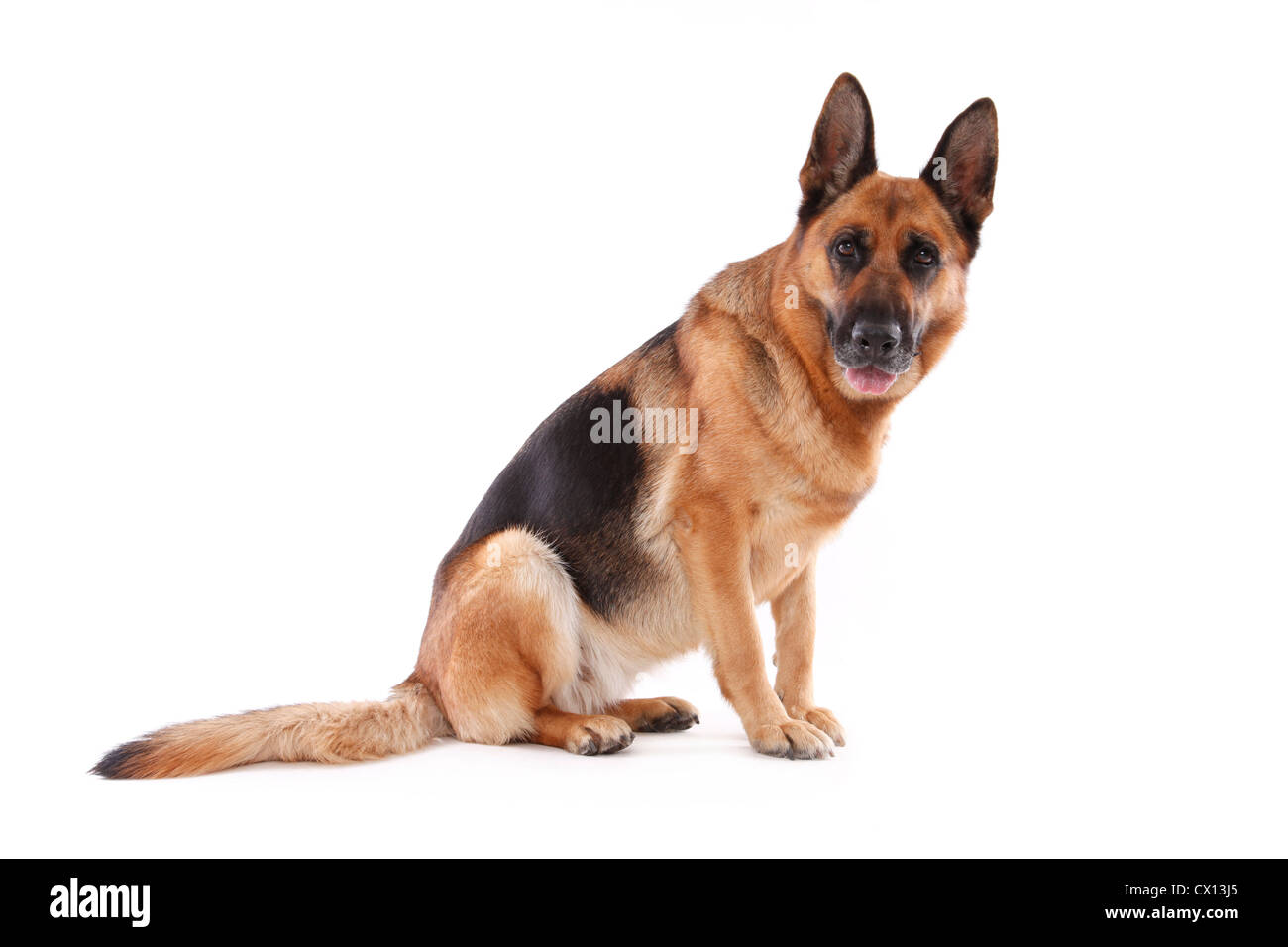 sitting German Shepherd Stock Photo - Alamy