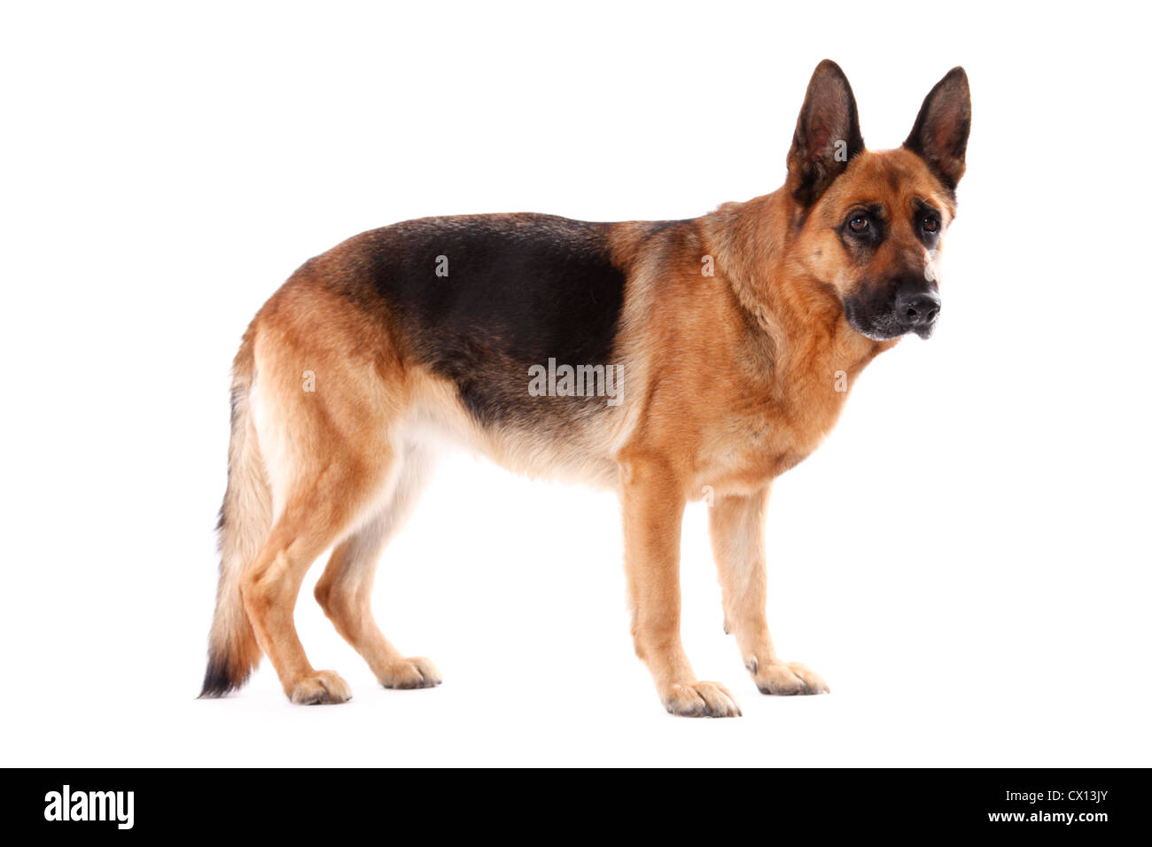 standing German Shepherd Stock Photo - Alamy