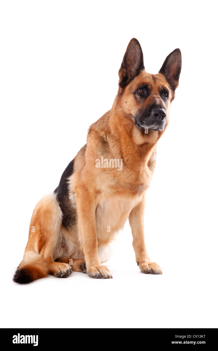 sitting German Shepherd Stock Photo - Alamy