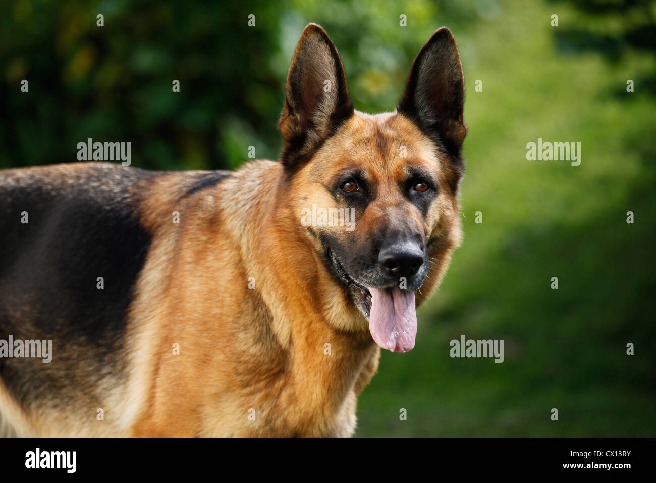 German Shepherd Portrait Stock Photo - Alamy