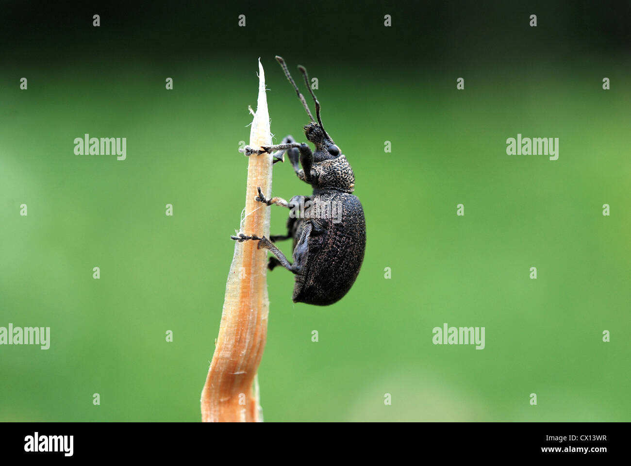 Obscurus hi-res stock photography and images - Alamy