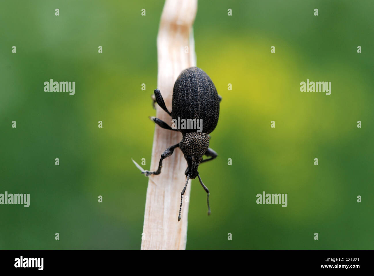 Ground Weevil (Barynotus obscurus Stock Photo - Alamy