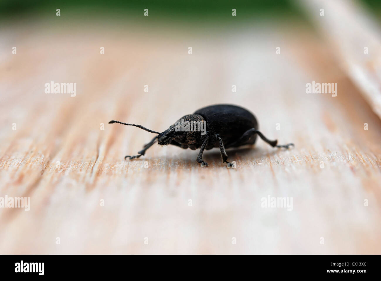 Ground Weevil (Barynotus obscurus Stock Photo - Alamy