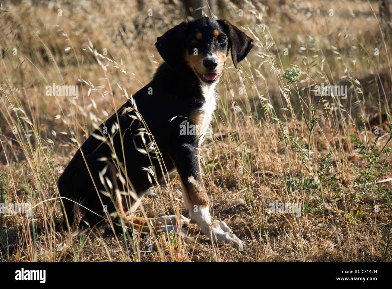 Mongrel dog puppies hi-res stock photography and images - Alamy