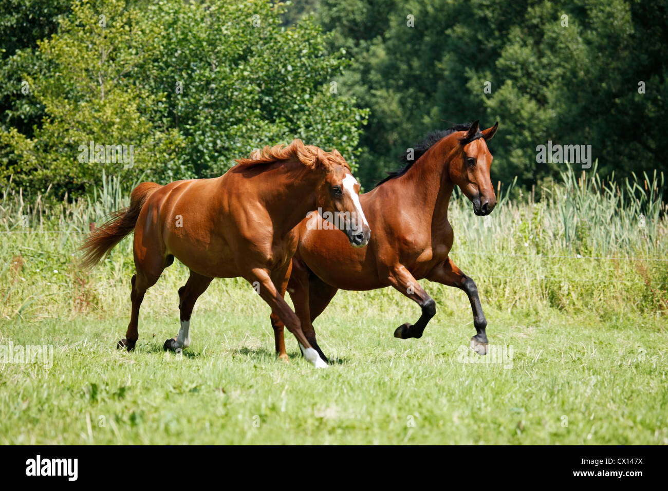 Two galloping horses hi-res stock photography and images - Alamy
