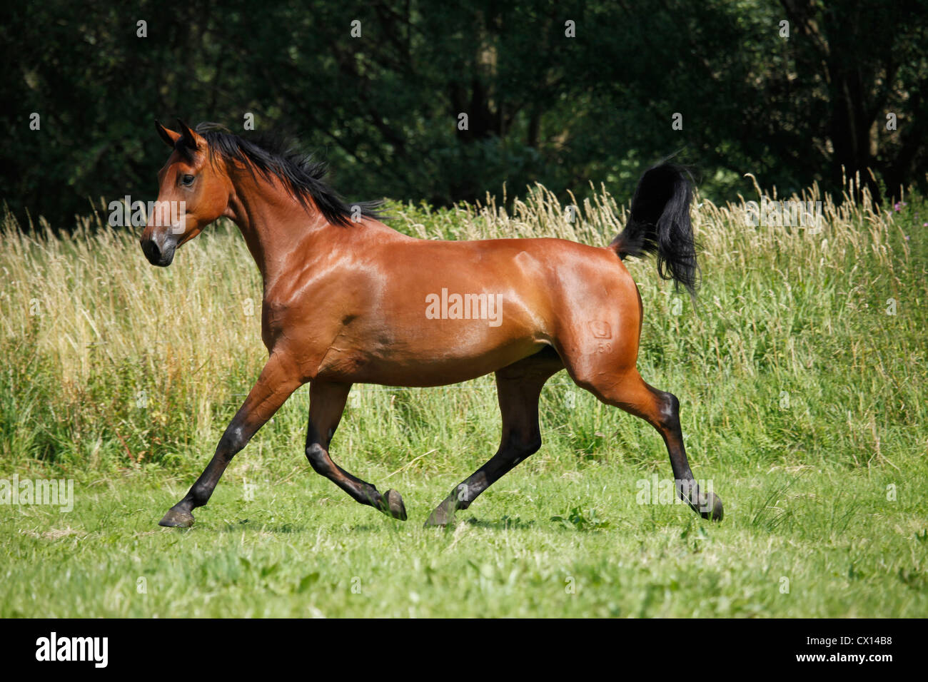 Mare trotting hi-res stock photography and images - Alamy