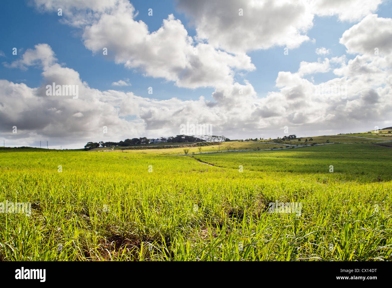 beautiful sugar cane field in Durban, South Africa Stock Photo - Alamy