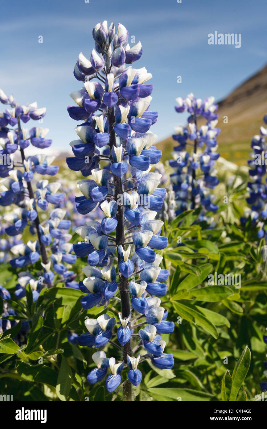 Lupinus nootkatensis in Iceland Stock Photo - Alamy