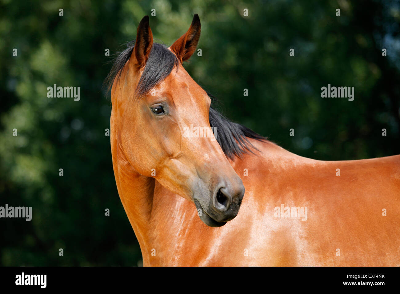 Adult mare hi-res stock photography and images - Alamy