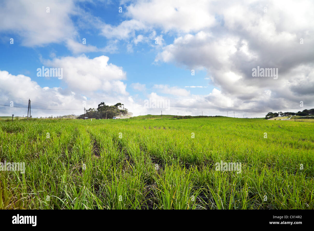beautiful sugar cane field in Durban, South Africa Stock Photo - Alamy