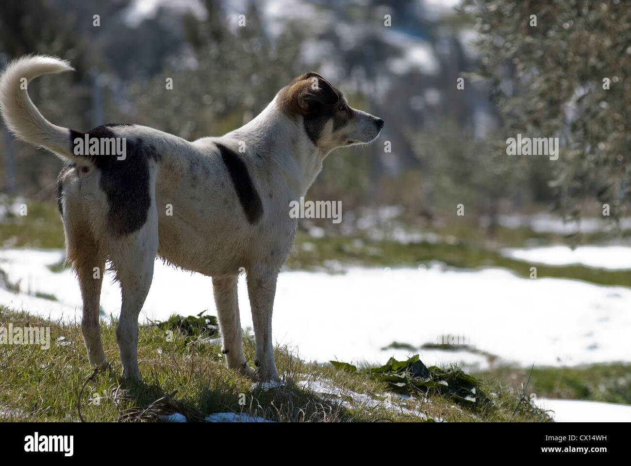Black white mongrel dogs hi-res stock photography and images - Alamy