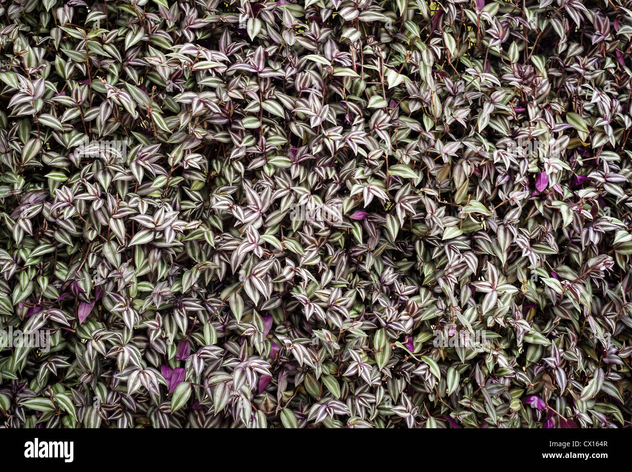 Close up leaf wall detail texture background Stock Photo - Alamy