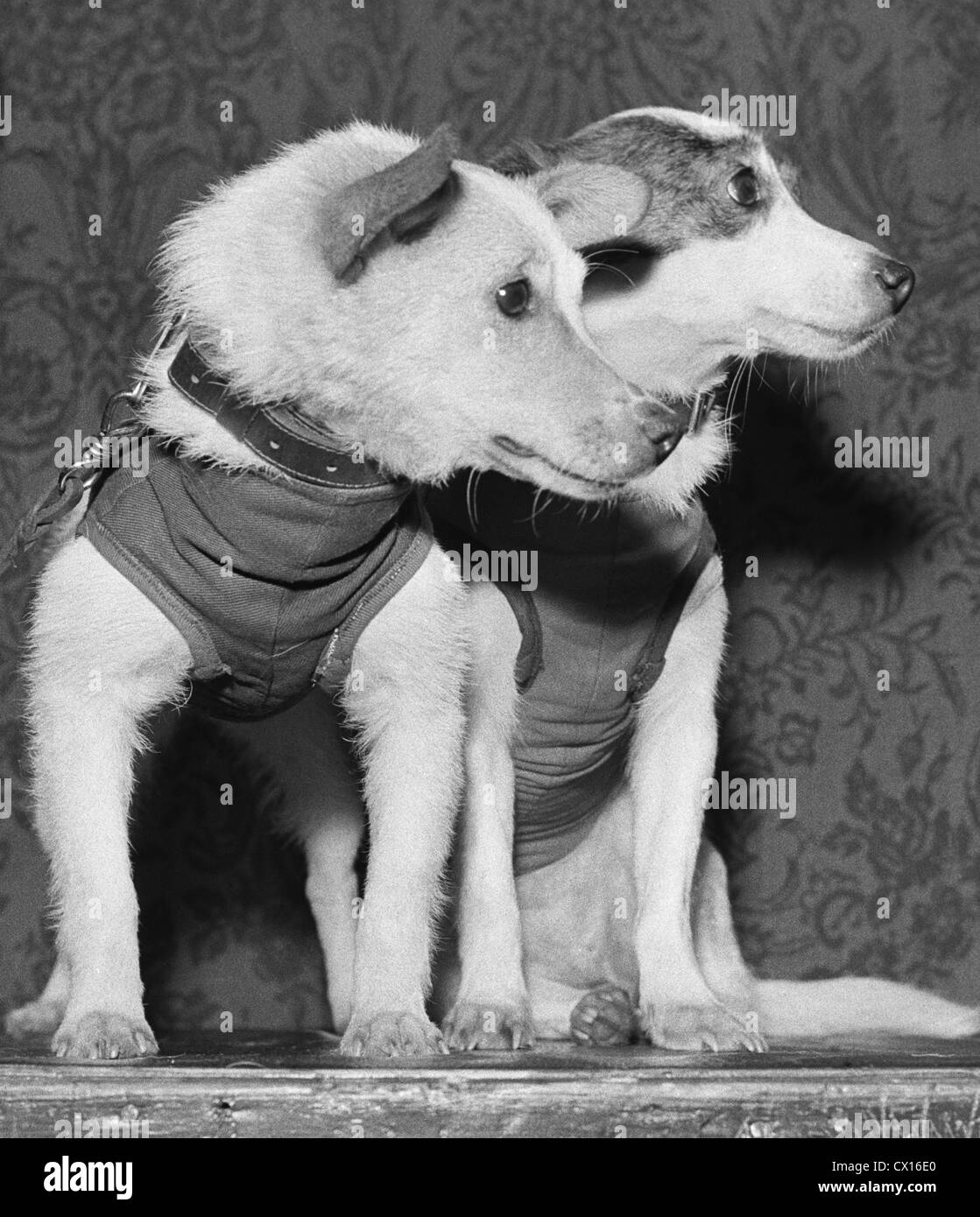 Soviet Space Dogs Stock Photos & Soviet Space Dogs Stock Images - Alamy