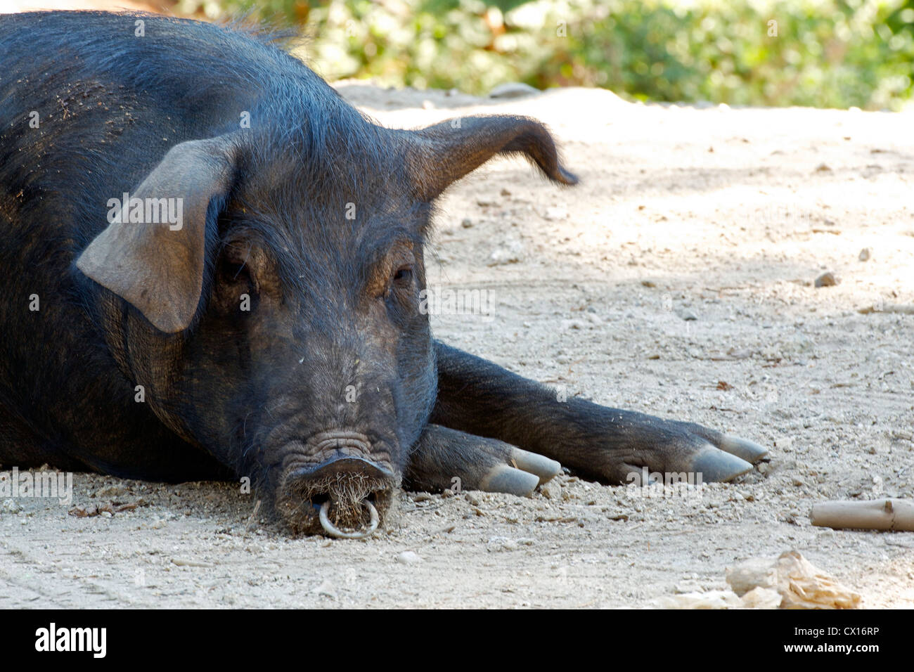 Out to forest hi-res stock photography and images - Alamy
