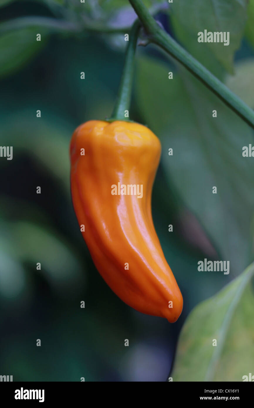 Chilli growing hi-res stock photography and images - Alamy