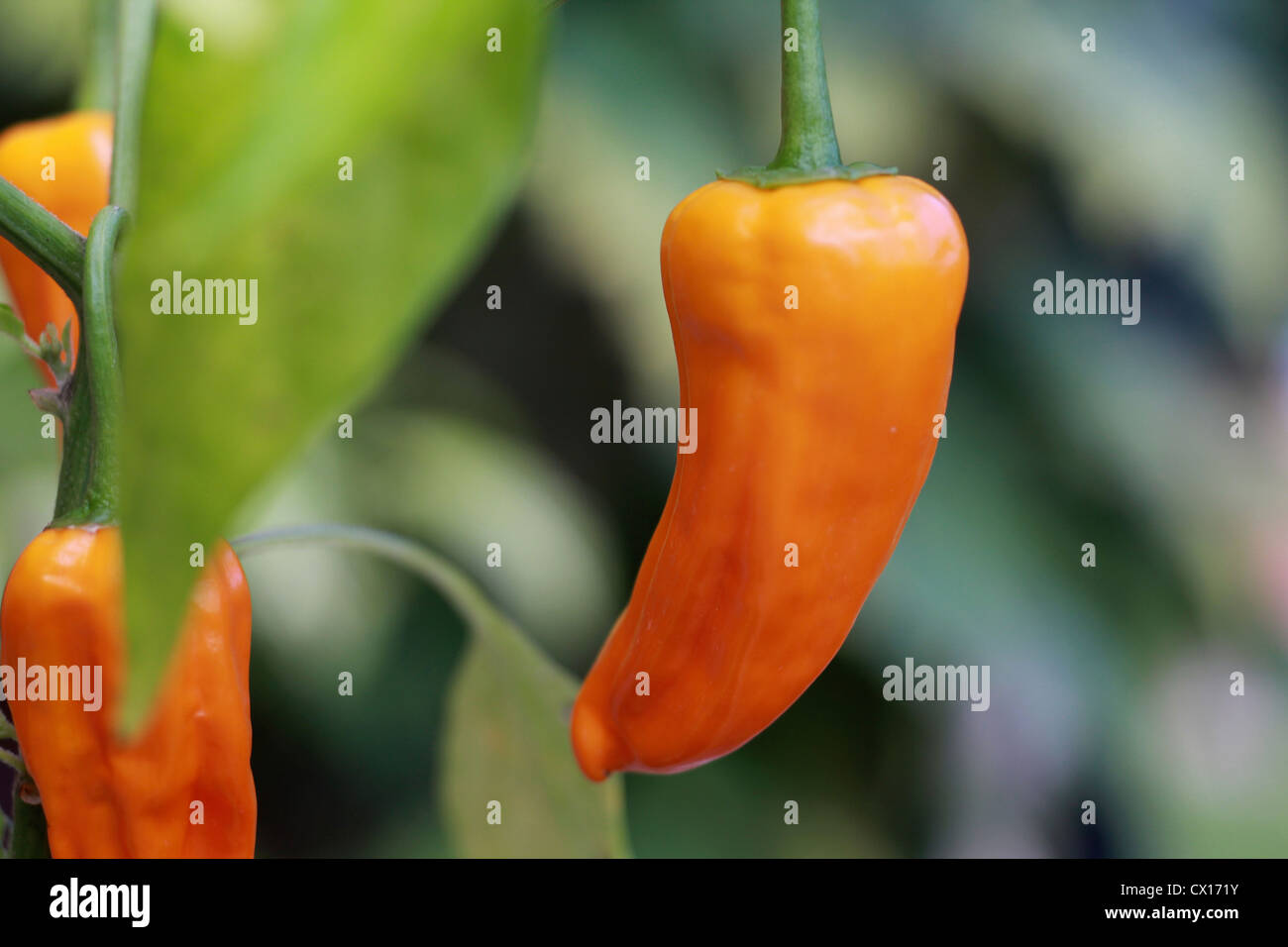 Orange chilli hi-res stock photography and images - Alamy