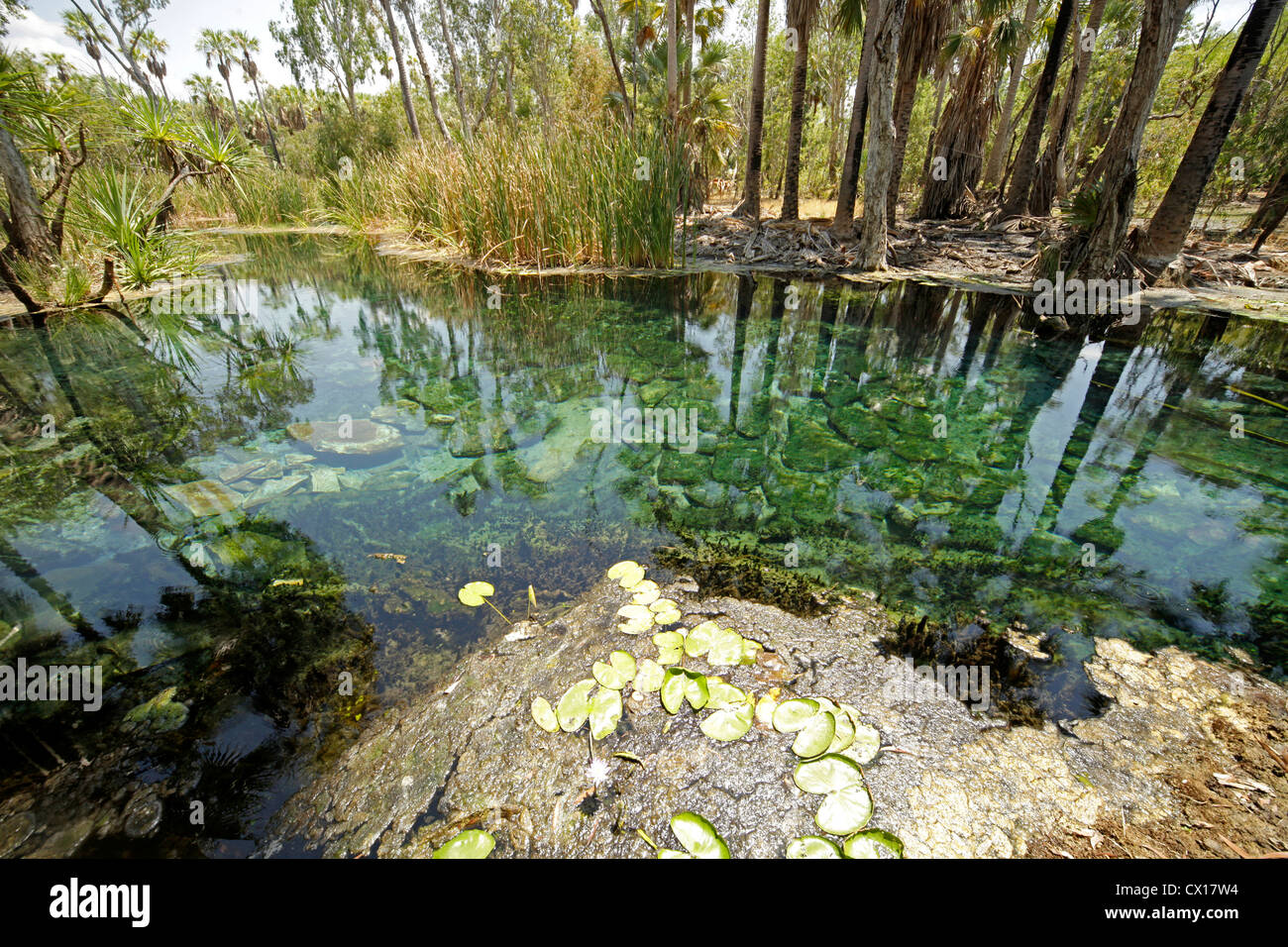 natural hot springs in Mataranka , Northern Territory, Australia Stock ...