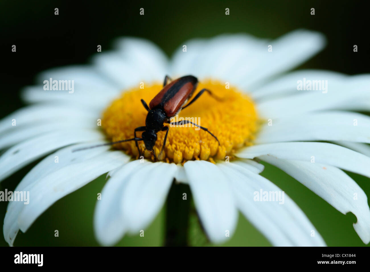 Daisy Flower Beetle High Resolution Stock Photography and Images - Alamy