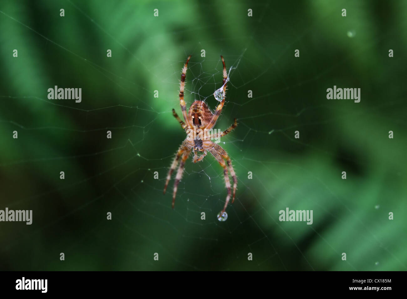 macro picture of a spider and cobweb Stock Photo - Alamy