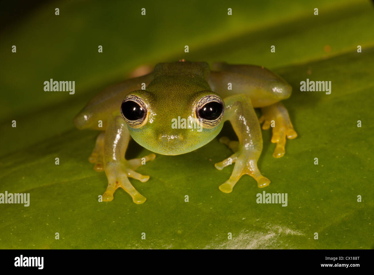 Spiny Cochran Frog, Teratohyla spinosa, at nighttime in the rainforest ...