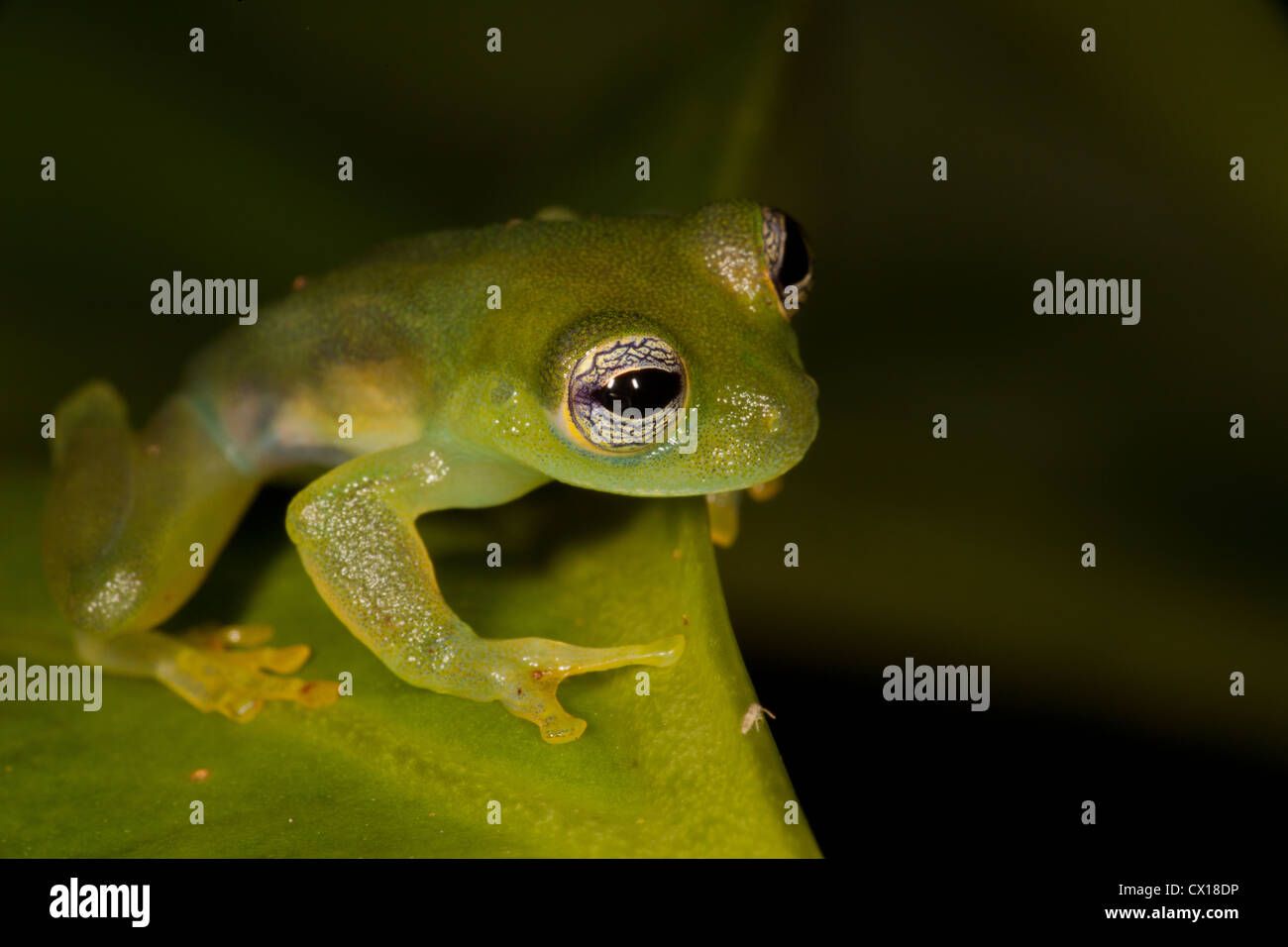 Spiny Cochran Frog, Teratohyla spinosa, at nighttime in the rainforest ...