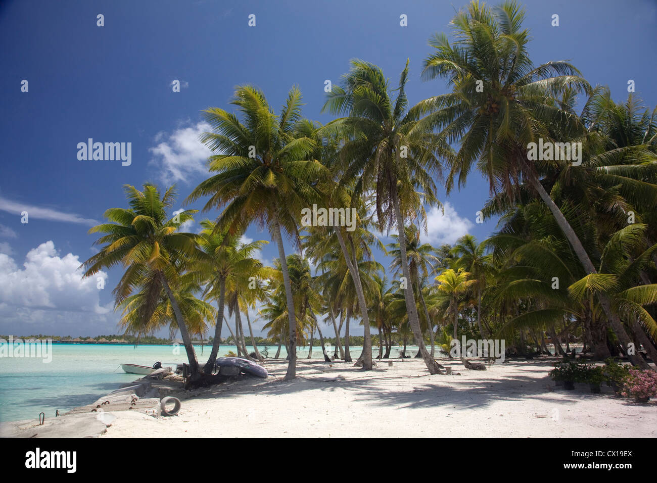 Palm trees on the beach of tropical Bora Bora, French Polynesia Stock ...